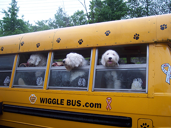 One Paw in Front of the Other